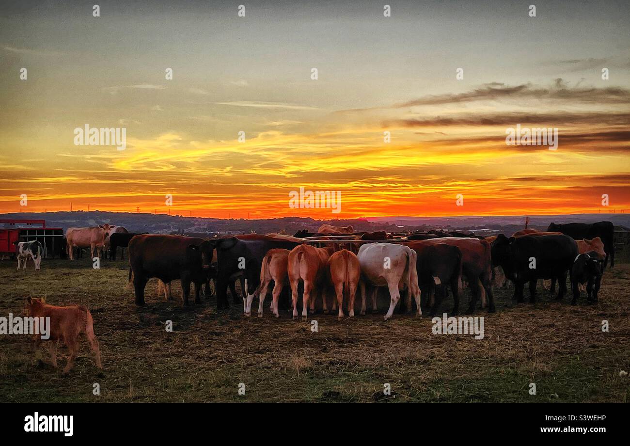 Farmer with cattle sunset hi-res stock photography and images - Alamy