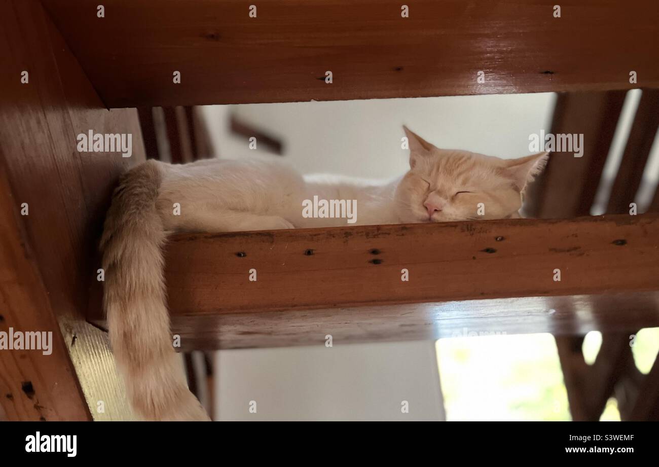 Dormir gato hi-res stock photography and images - Alamy