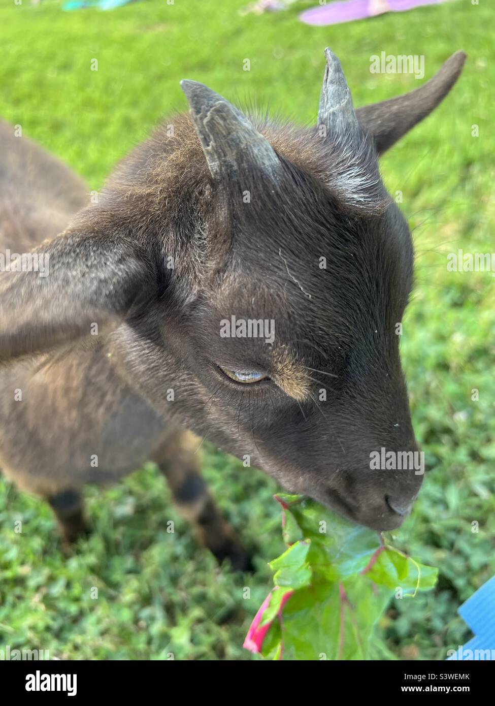 Baby Pygmy Goat - Kentucky 2022 Stock Photo - Alamy