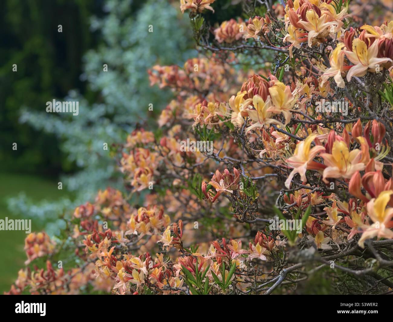 Orange azaleas hi-res stock photography and images - Alamy