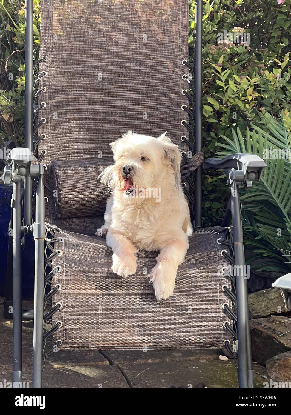 Dog chill hi-res stock photography and images - Alamy