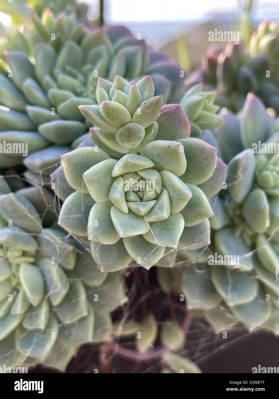 Echeveria prolifica hi-res stock photography and images - Alamy