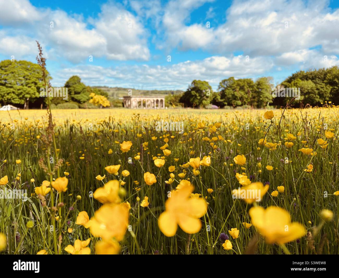 Buttercup field blue sky hi-res stock photography and images - Alamy