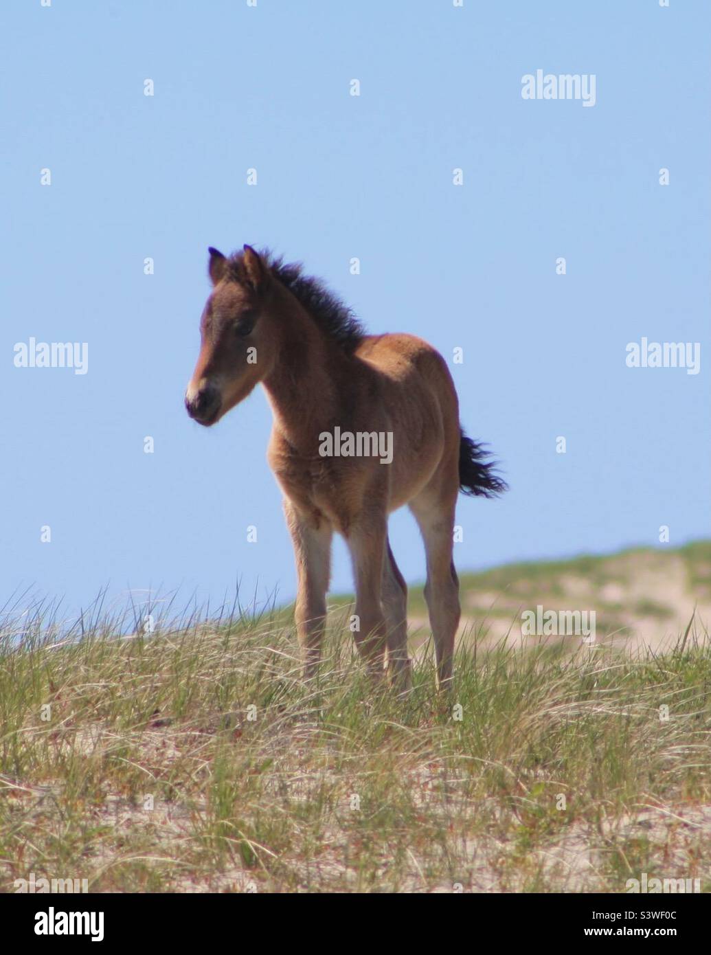 The wild horses of sable island hi-res stock photography and images - Alamy