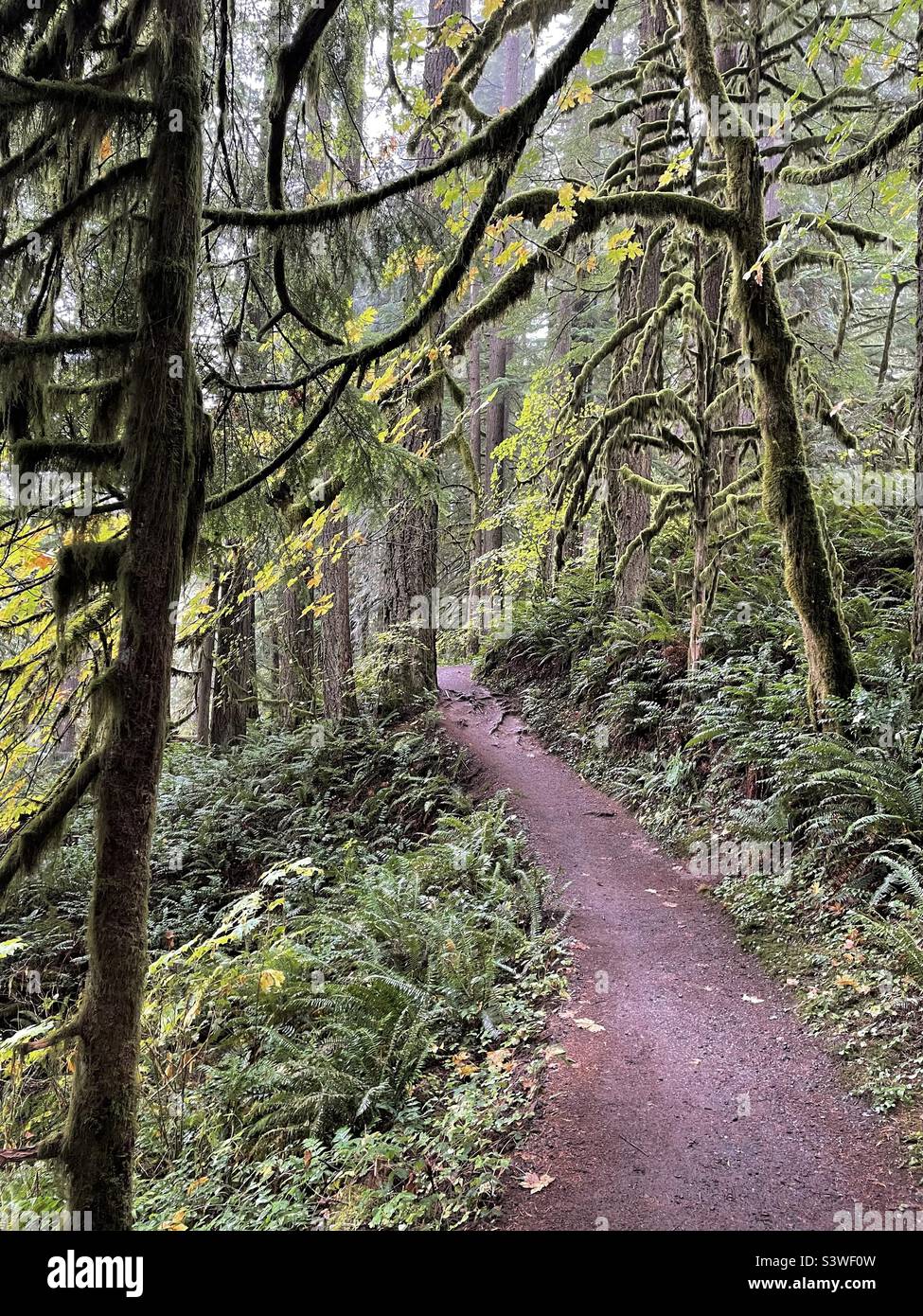Oregon forest hi-res stock photography and images - Alamy
