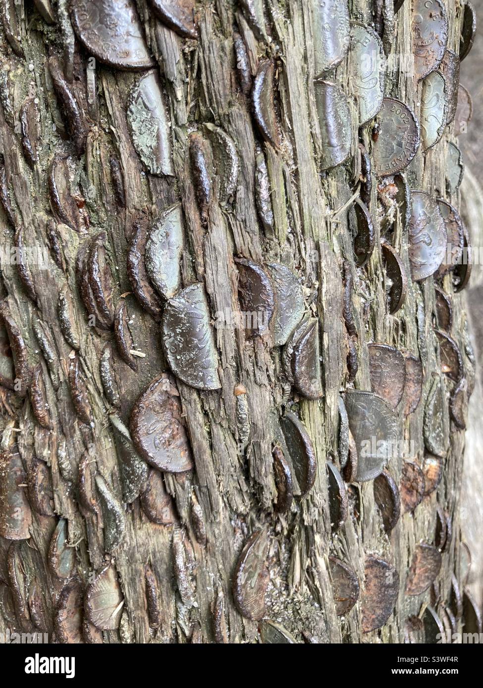 Copper tree hi-res stock photography and images - Alamy