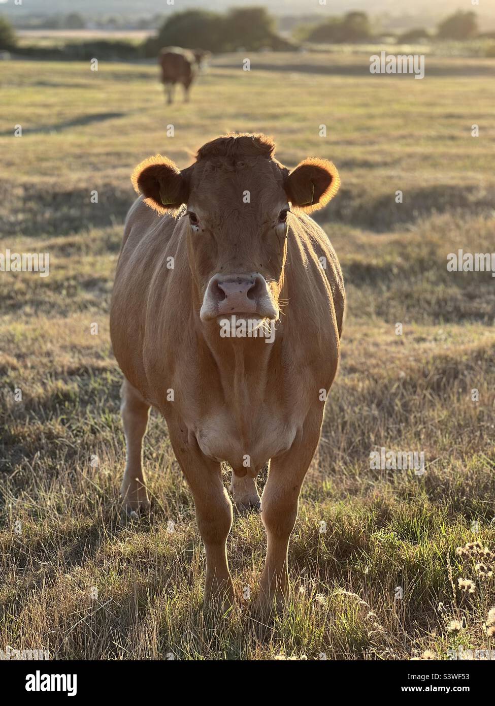 Ginger cow hi-res stock photography and images - Alamy