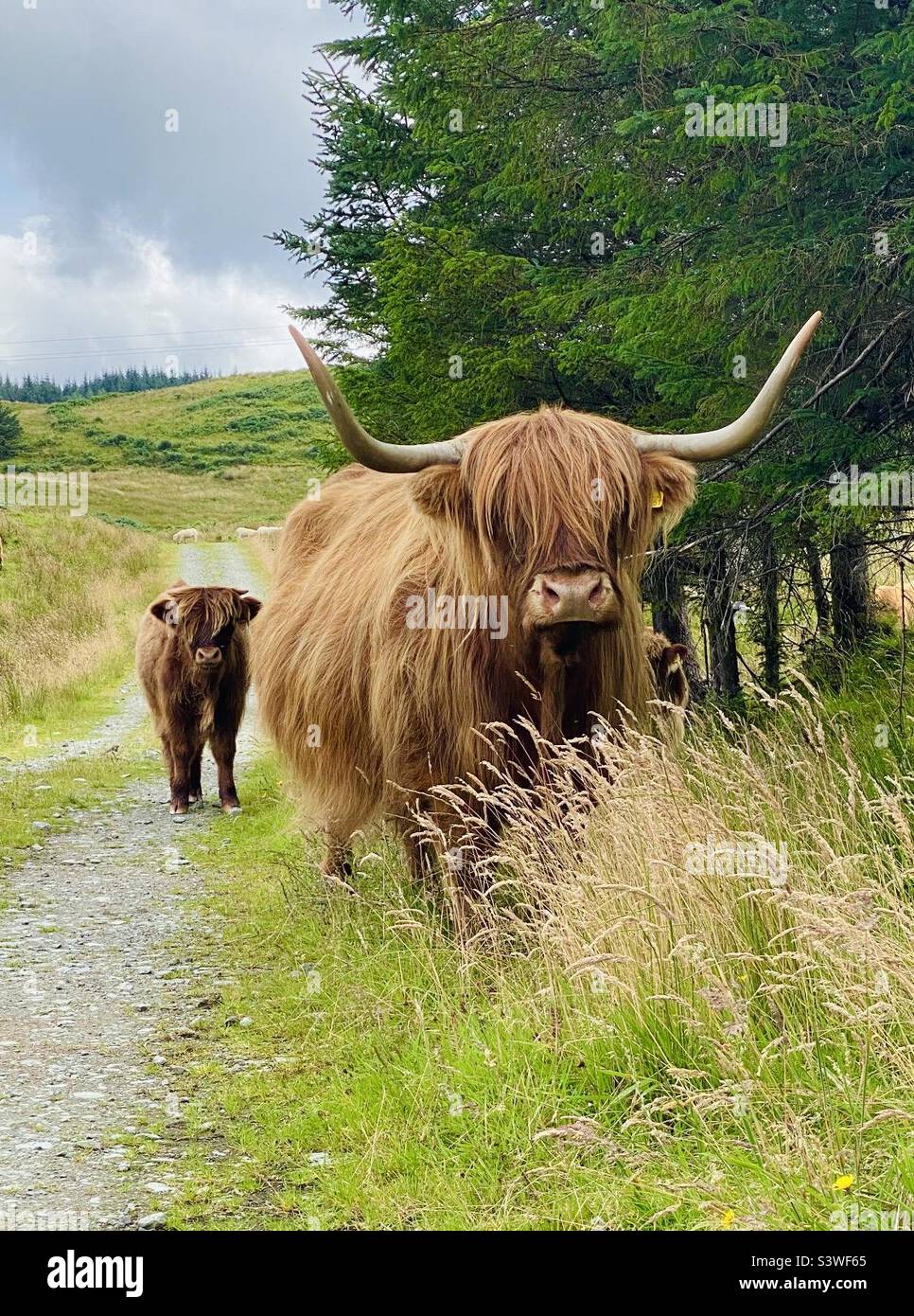 Baby highland coo hi-res stock photography and images - Alamy