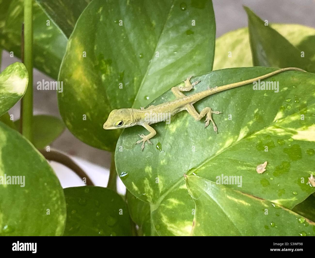 Green pothos leaves hi-res stock photography and images - Alamy