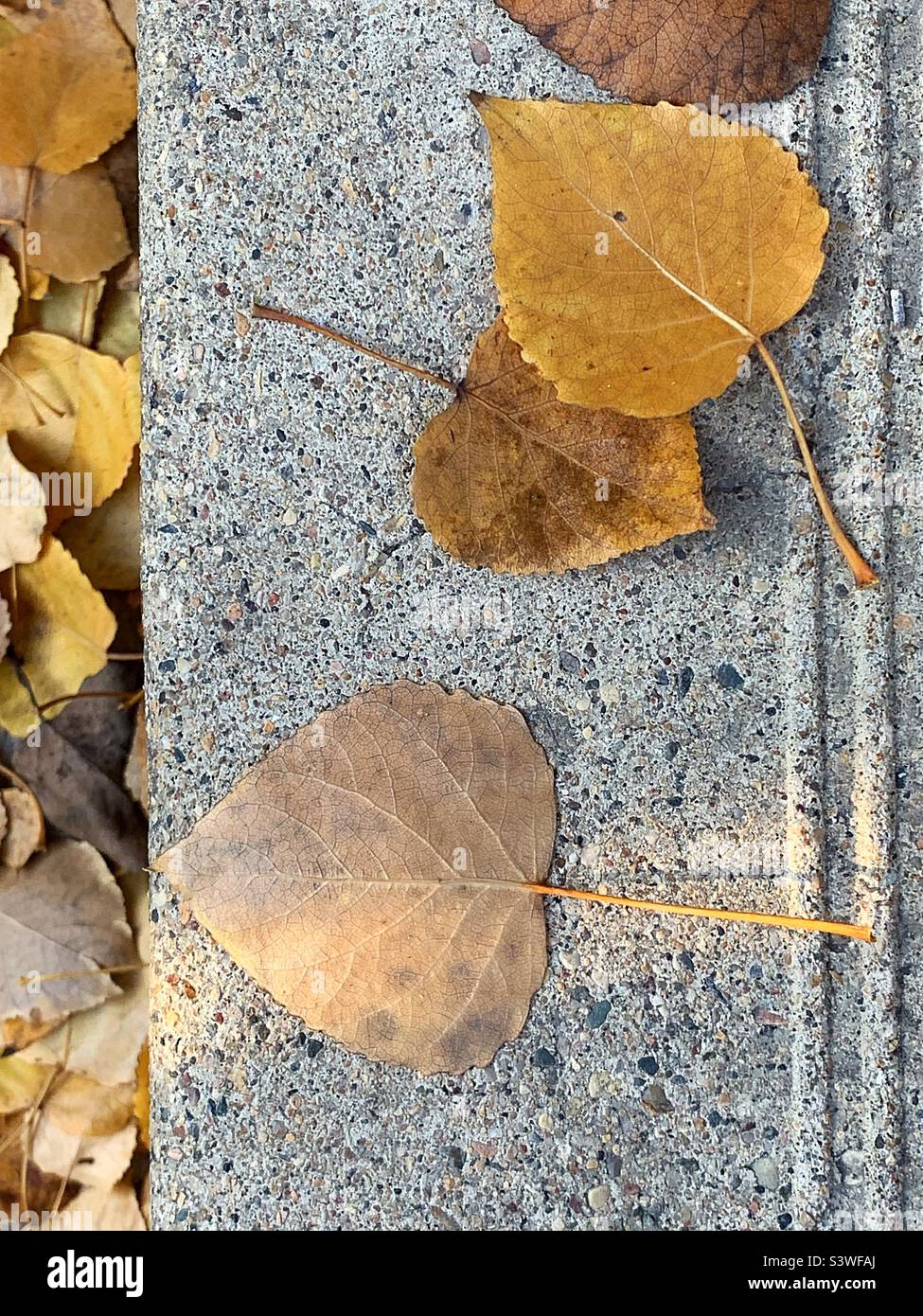 Fall leaves on concrete step Stock Photo - Alamy