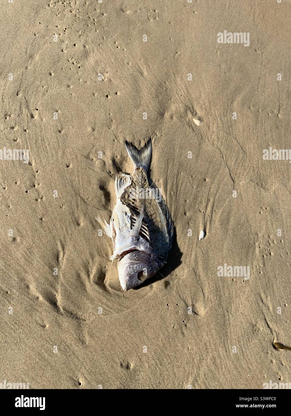 Washed up dead fish hi-res stock photography and images - Alamy