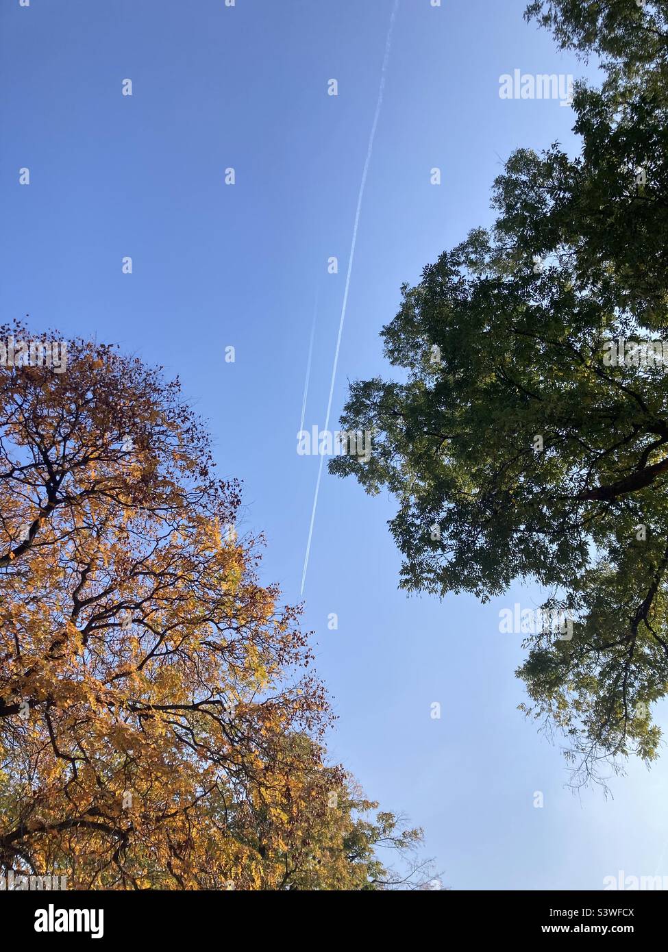 Parallel Lines On A Tree