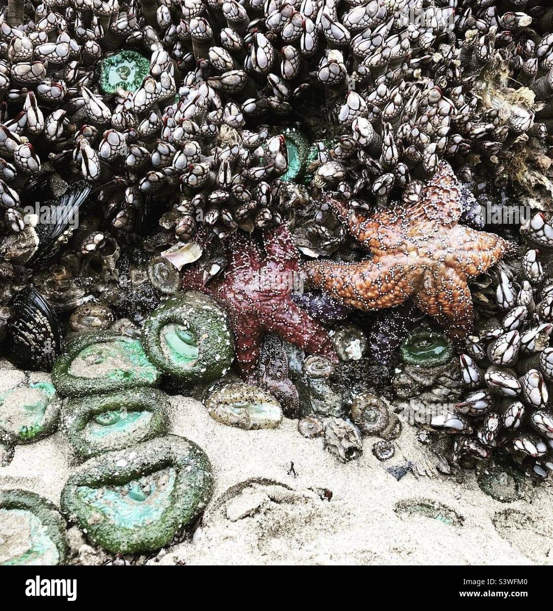 Tide pool creatures hi-res stock photography and images - Alamy