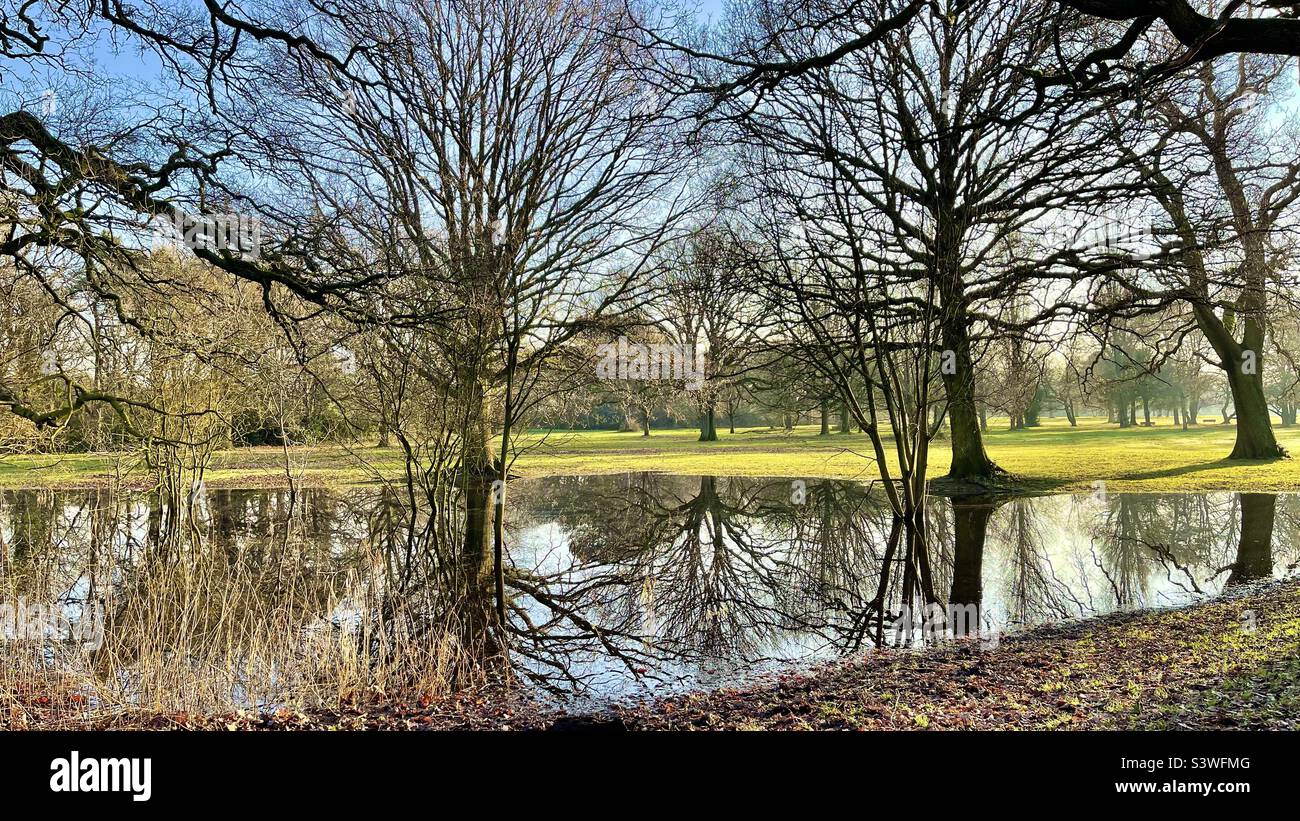 Trees reflected in a pond in a park Stock Photo - Alamy