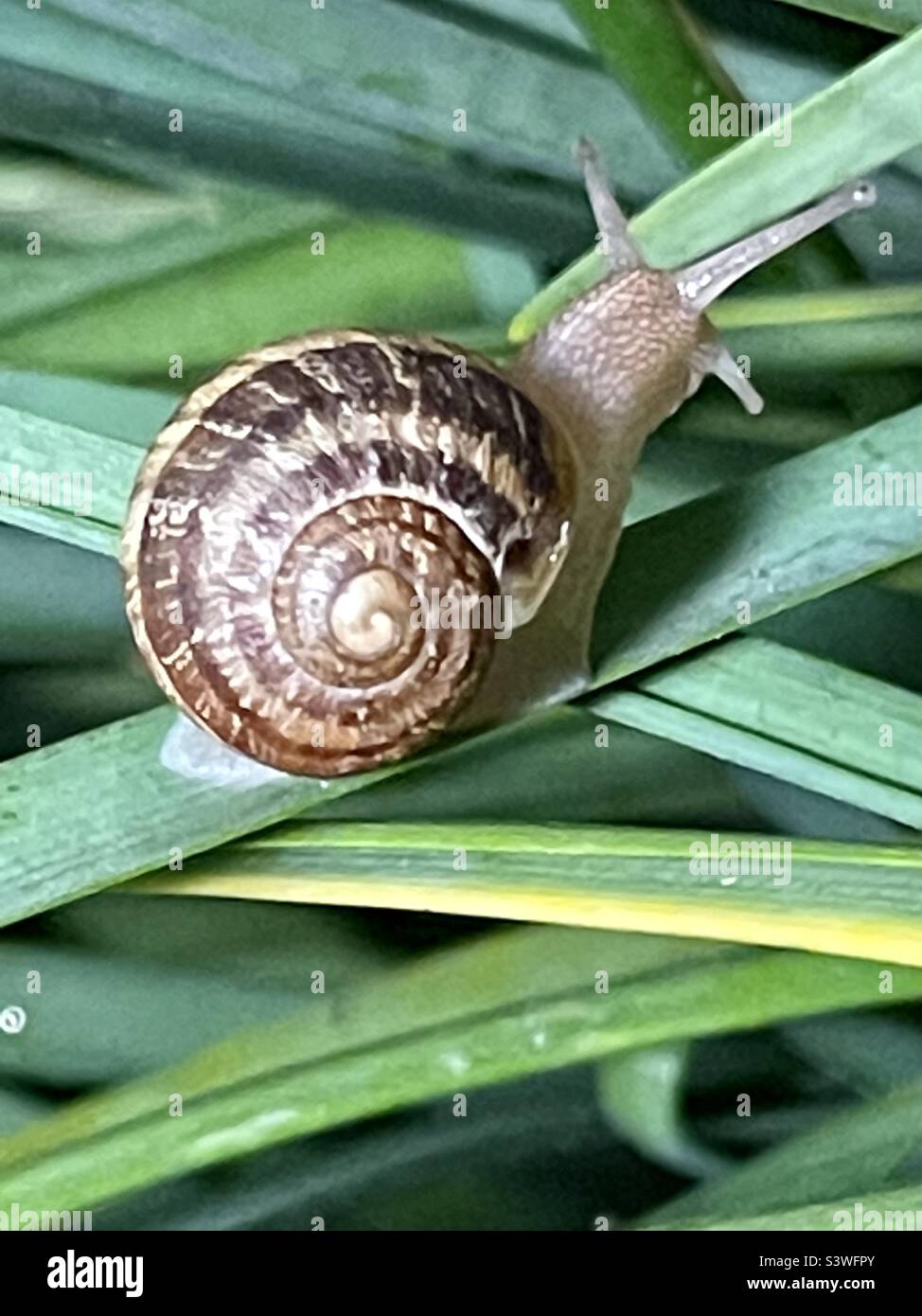 Snails at plant hi-res stock photography and images - Alamy