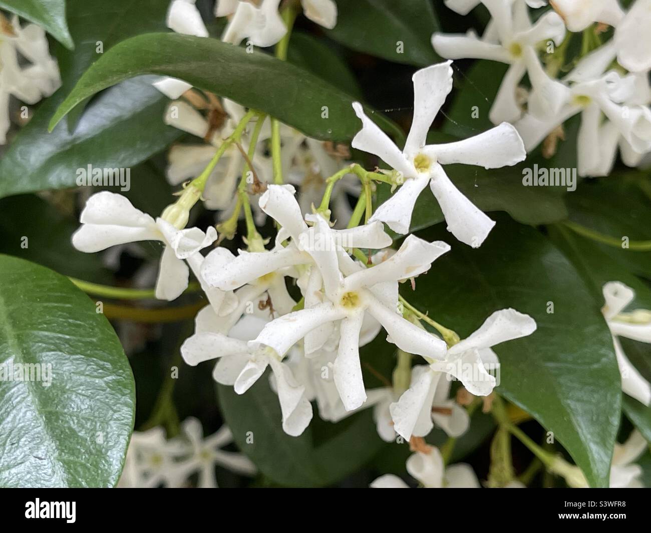 Jasmine plant hi-res stock photography and images - Alamy