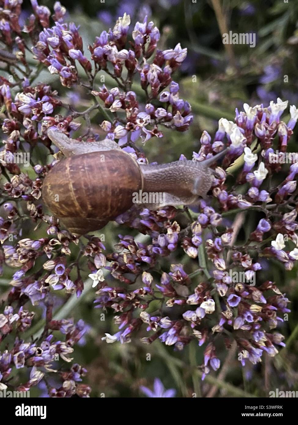 Purple flower with a snail hi-res stock photography and images - Alamy