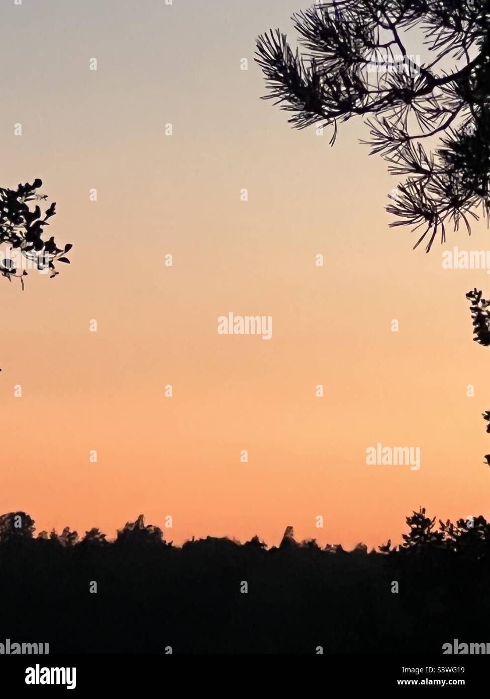 Orange sunset with trees silhouette Stock Photo - Alamy