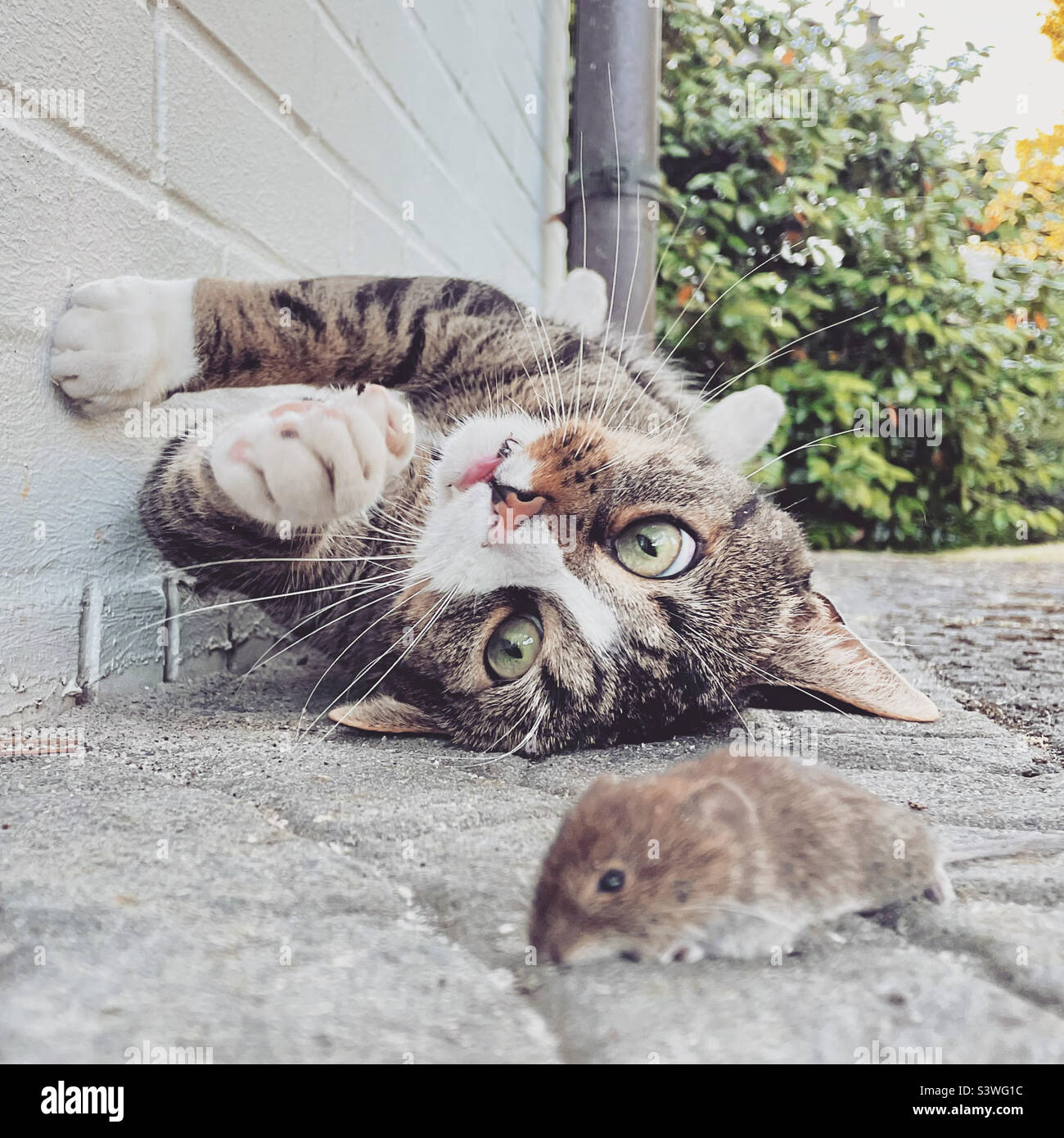 Cat and Mouse are looking Stock Photo - Alamy