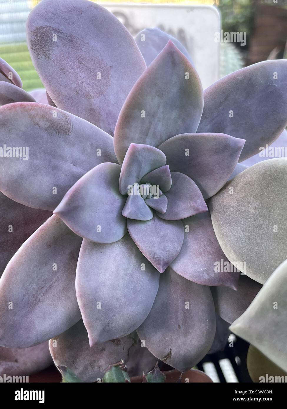 Graptopetalum superbum hi-res stock photography and images - Alamy