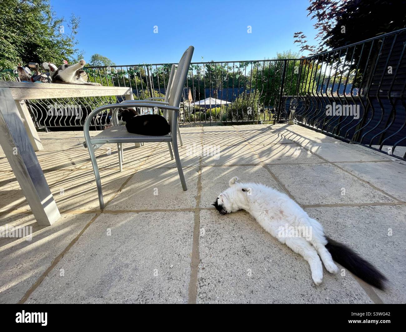 Diagonal Cats - three cats in a diagonal line, enjoying the summer ...
