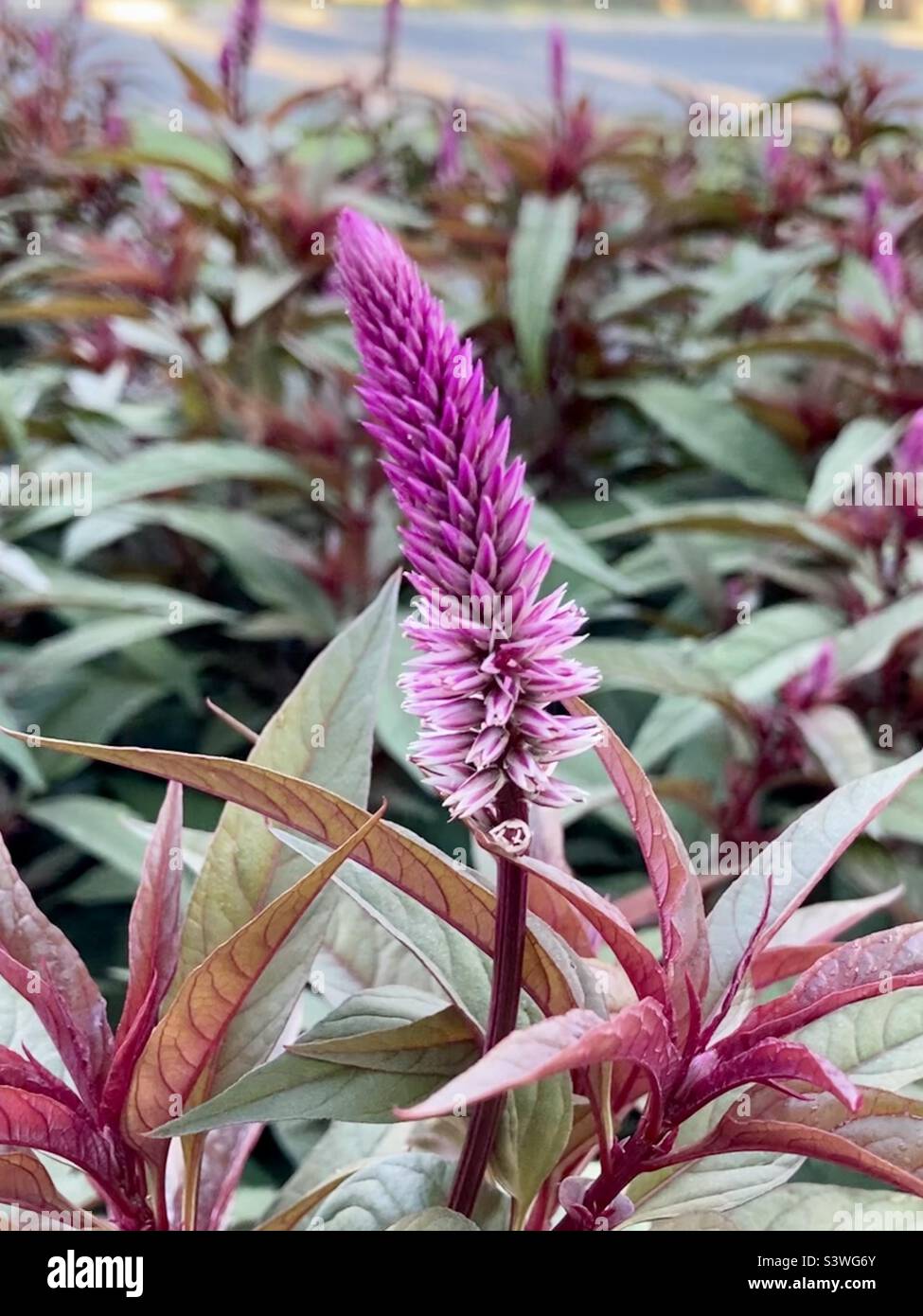 Celosia family hi-res stock photography and images - Alamy