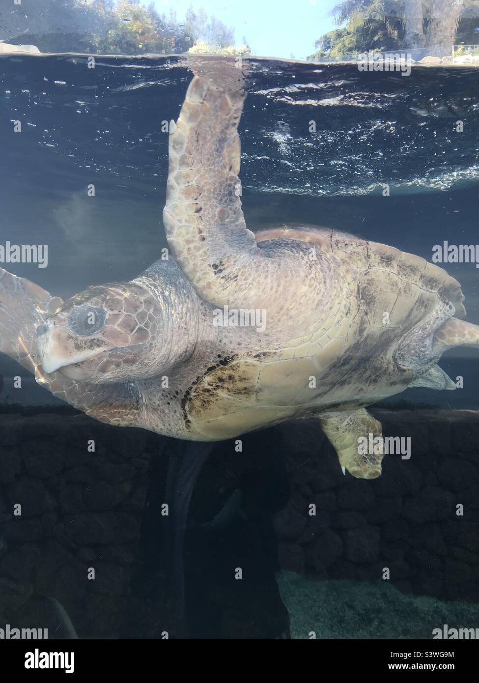 Turtle swimming in pool hi-res stock photography and images - Alamy