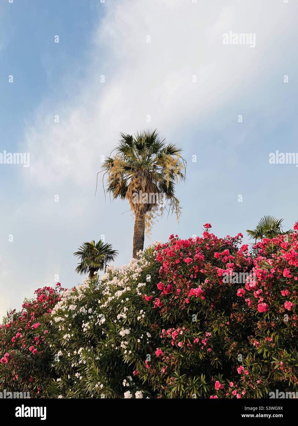 Palmtree pink hi-res stock photography and images - Alamy