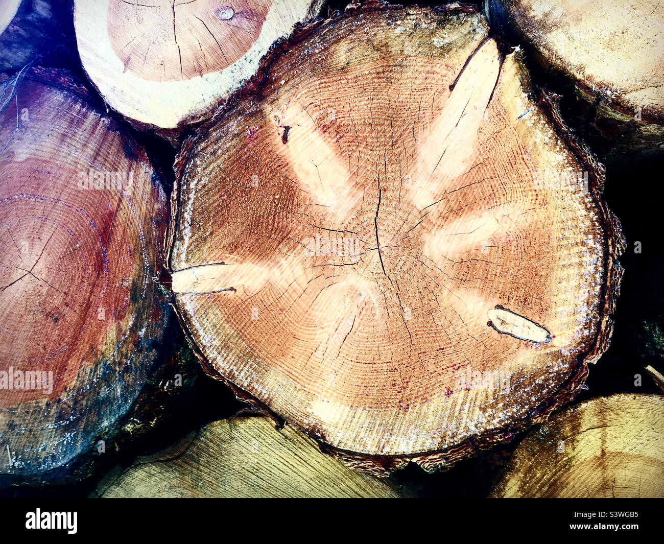 Trunk ends hi-res stock photography and images - Alamy