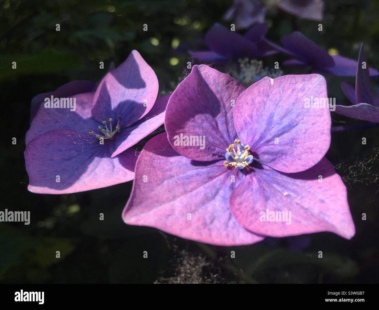 Purple, lavender, flower, hydrangeas, beauty, peace Stock Photo - Alamy