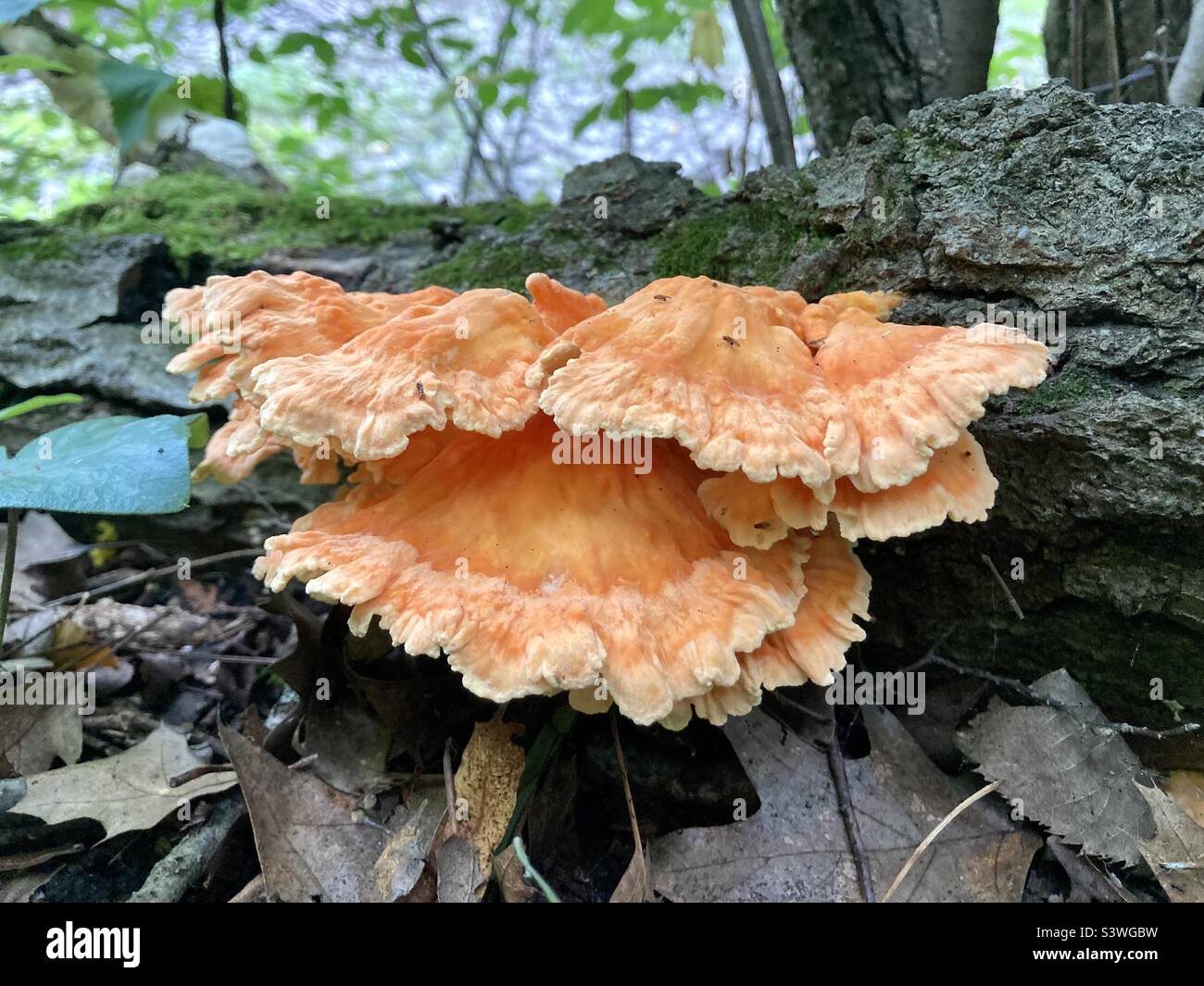 Fungi orange hi-res stock photography and images - Alamy