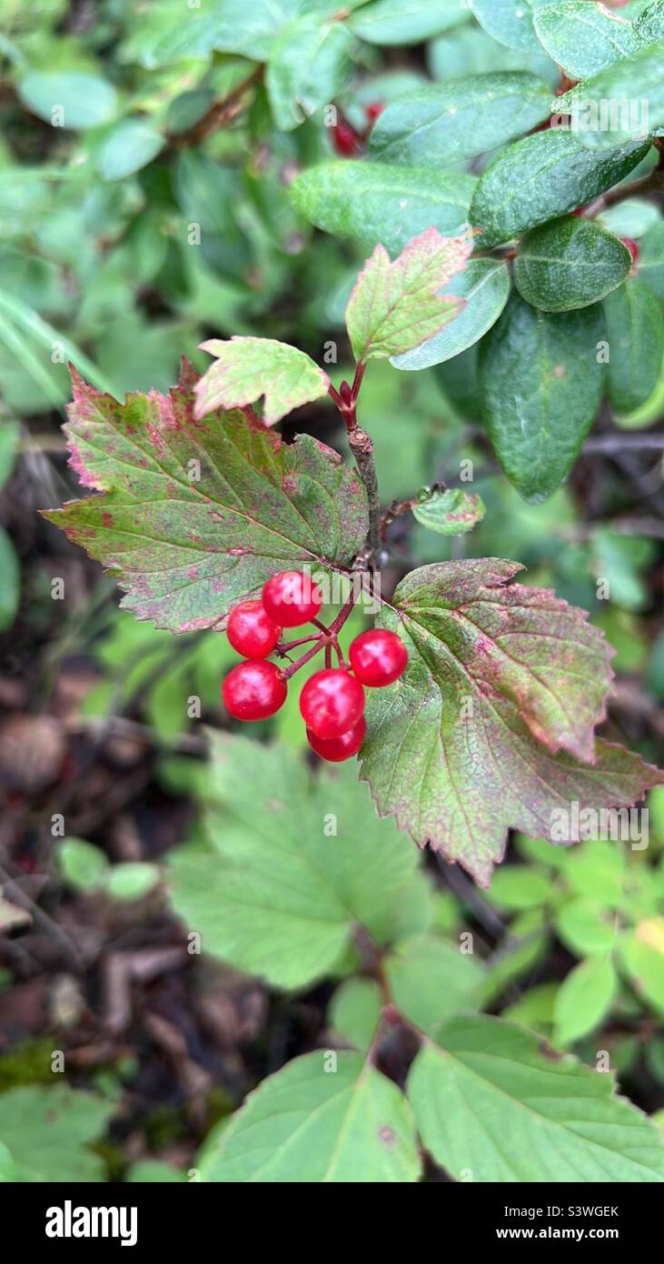 High bush cranberries alaska hi-res stock photography and images - Alamy
