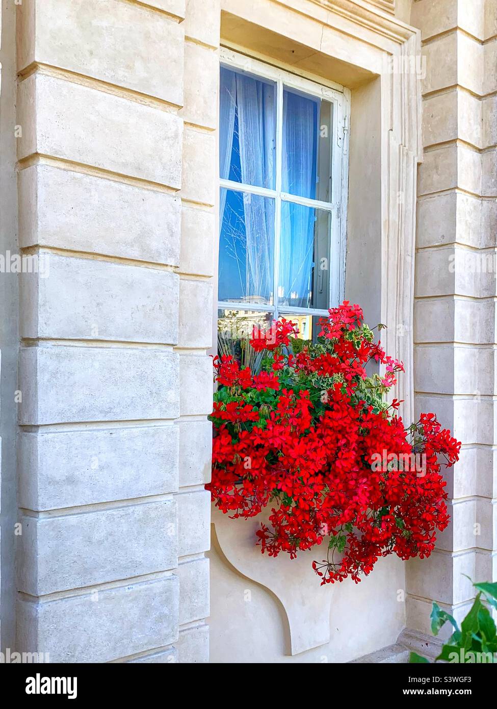 Reds pelargonium hi-res stock photography and images - Alamy