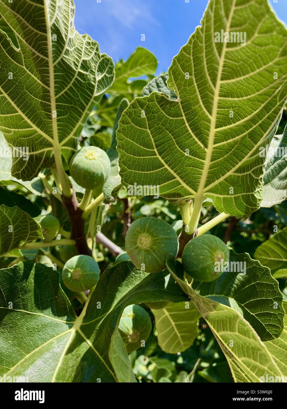 Figs growing on a fig tree Ficus carica in bright summer sun Stock ...
