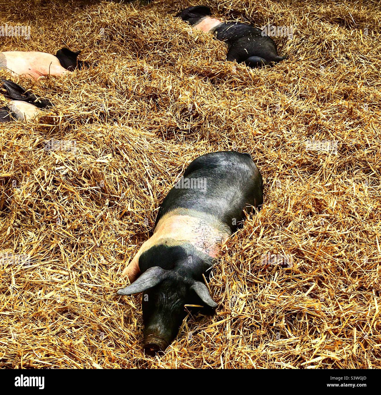Hampshire Pigs Relaxing in Their Bed Of Fresh Hay Stock Photo - Alamy