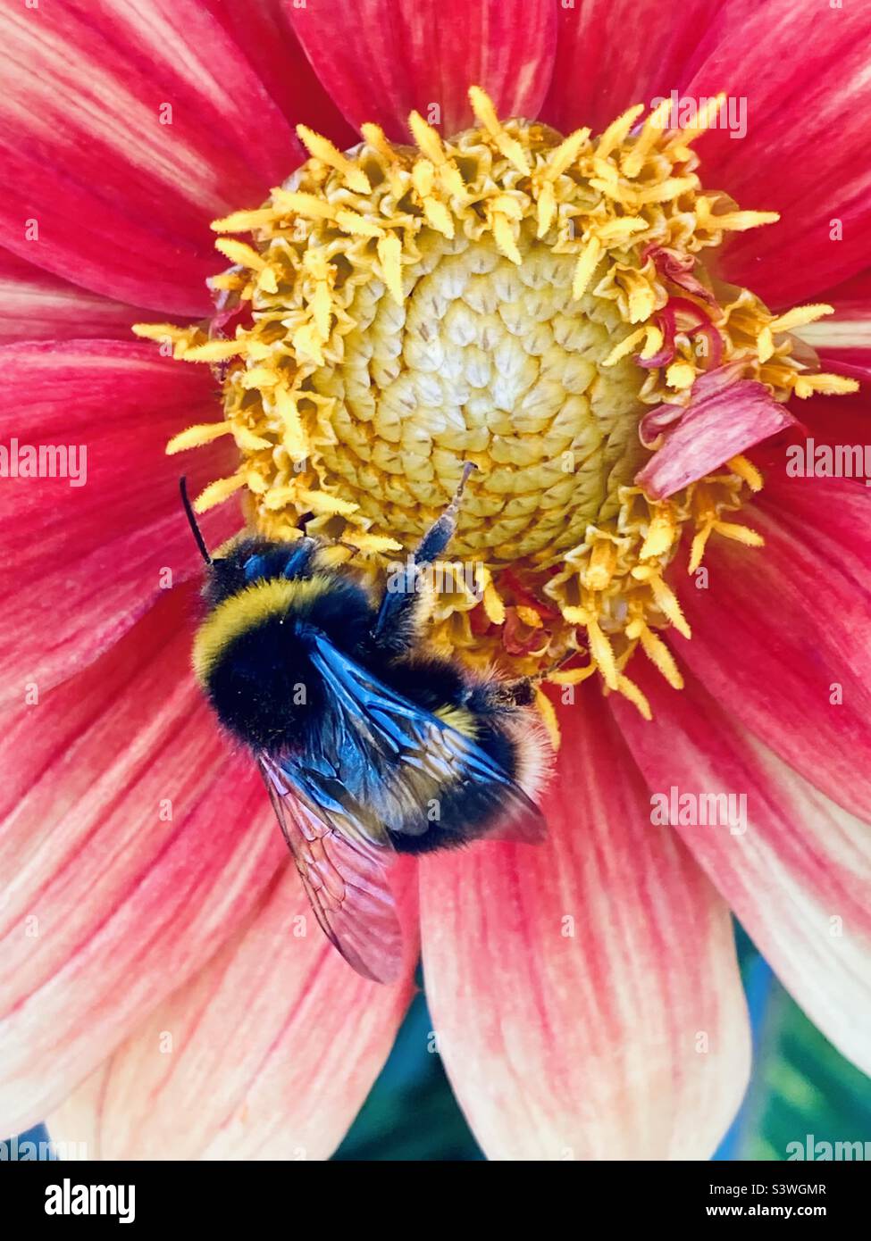 Bumble Bee on a garden flower during the summer heatwave Stock Photo ...
