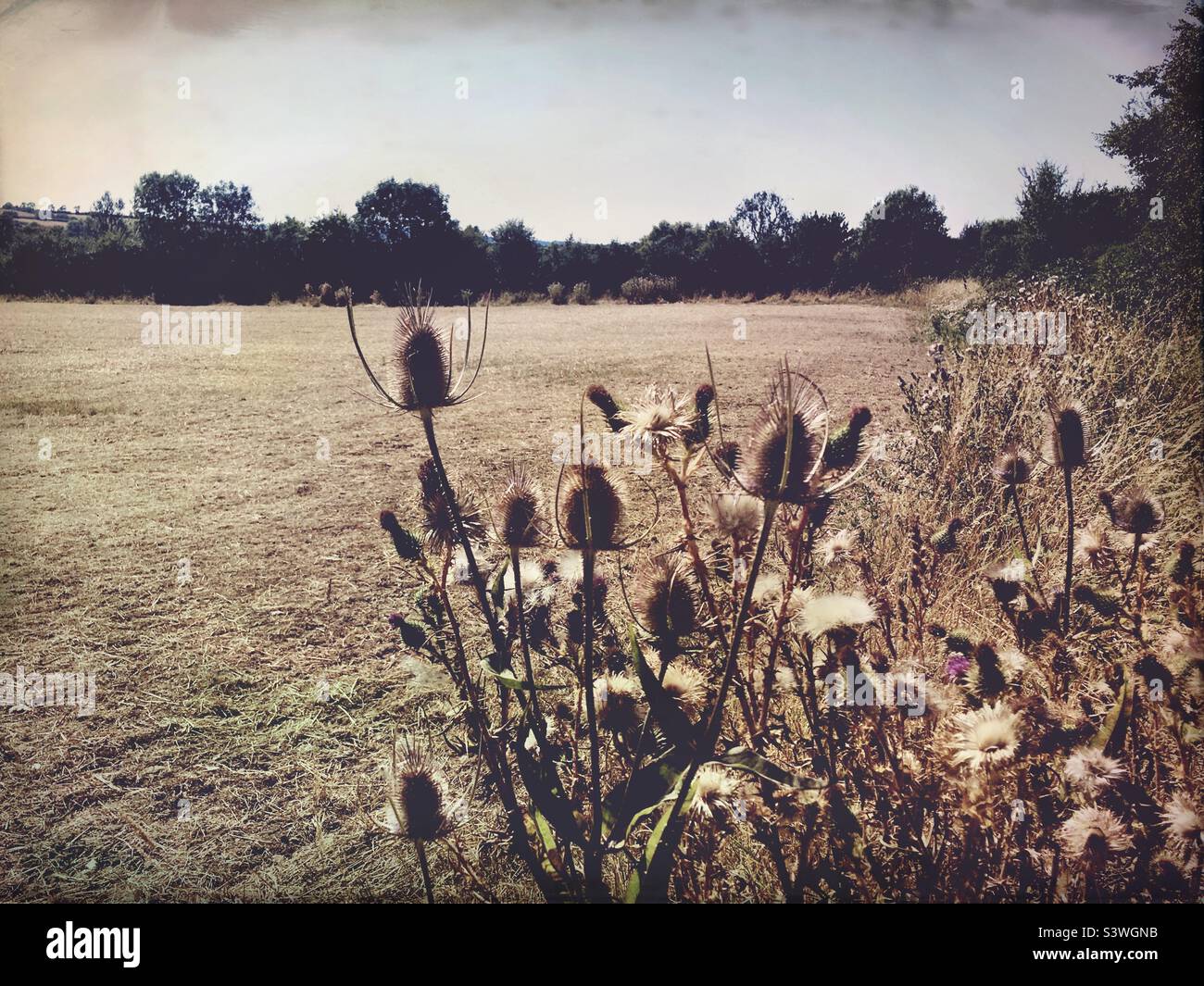 Teasels at the corner of a dry field during the heatwave in Summer 2022 ...