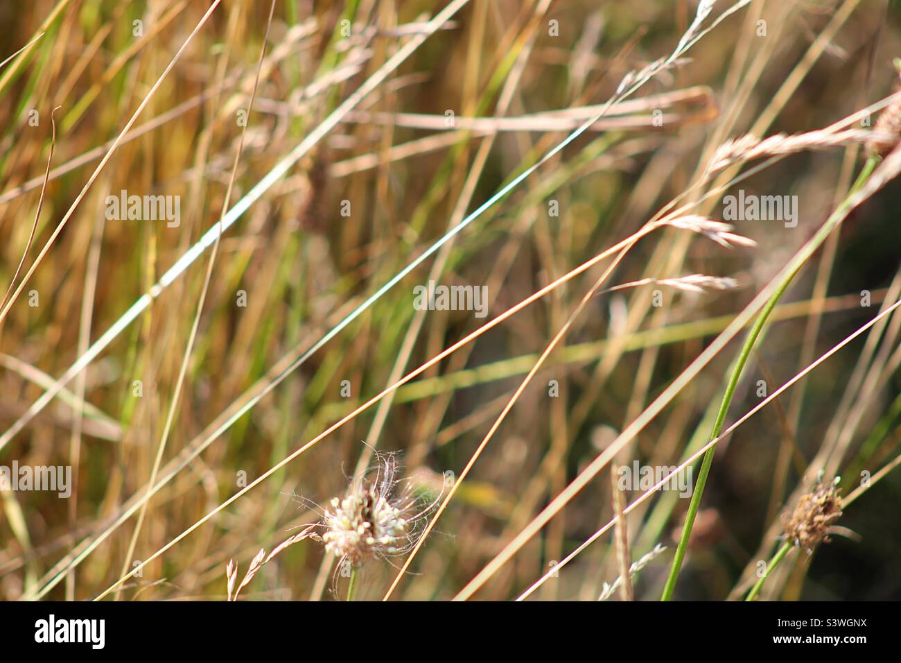Long grass background in the summer heatwave Stock Photo - Alamy