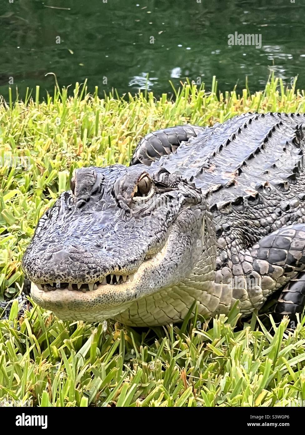 Smiling alligator hi-res stock photography and images - Alamy
