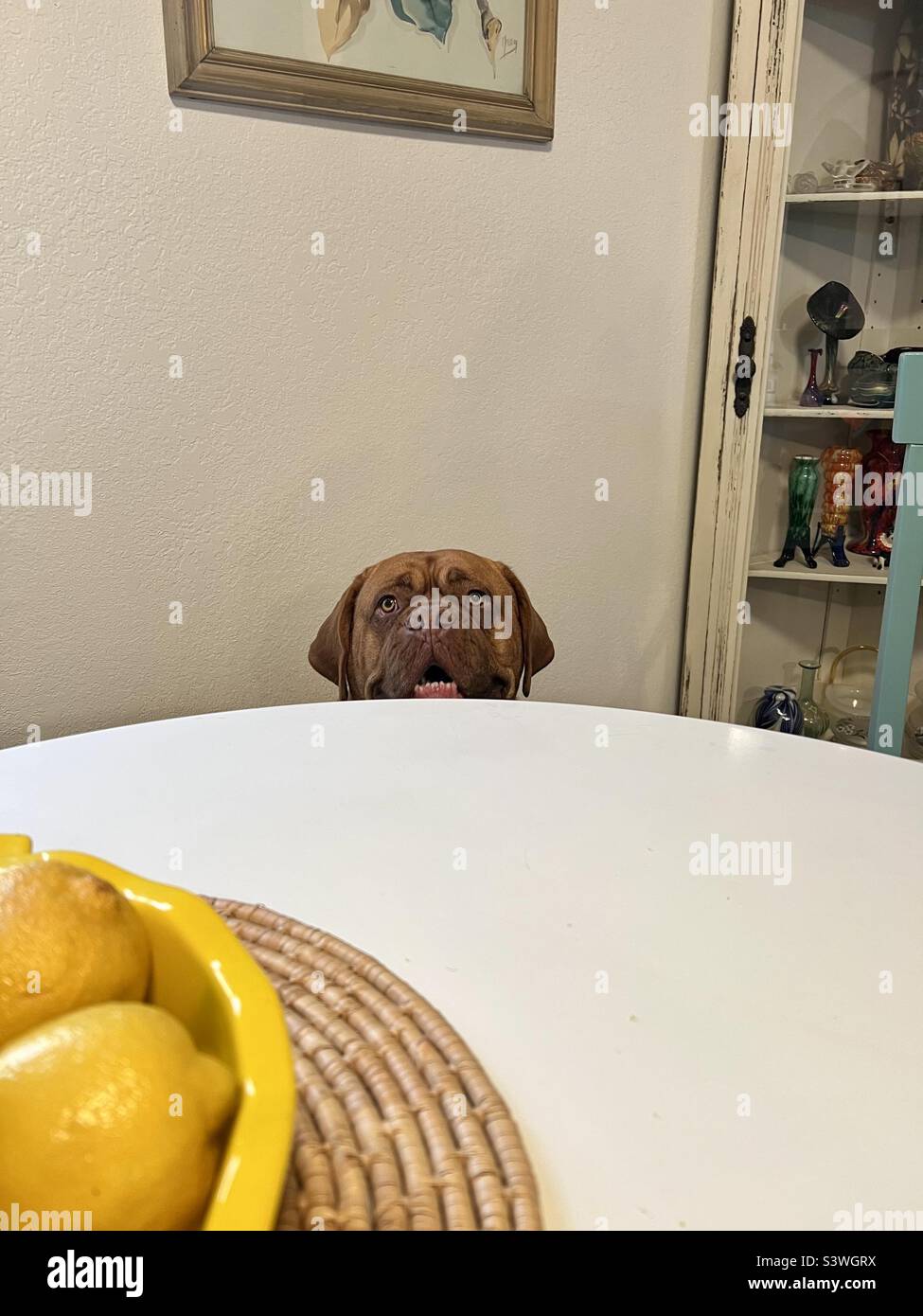 Dog dining table hi-res stock photography and images - Alamy