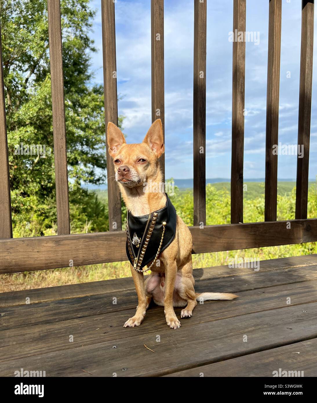 Stylish dog hi-res stock photography and images - Alamy