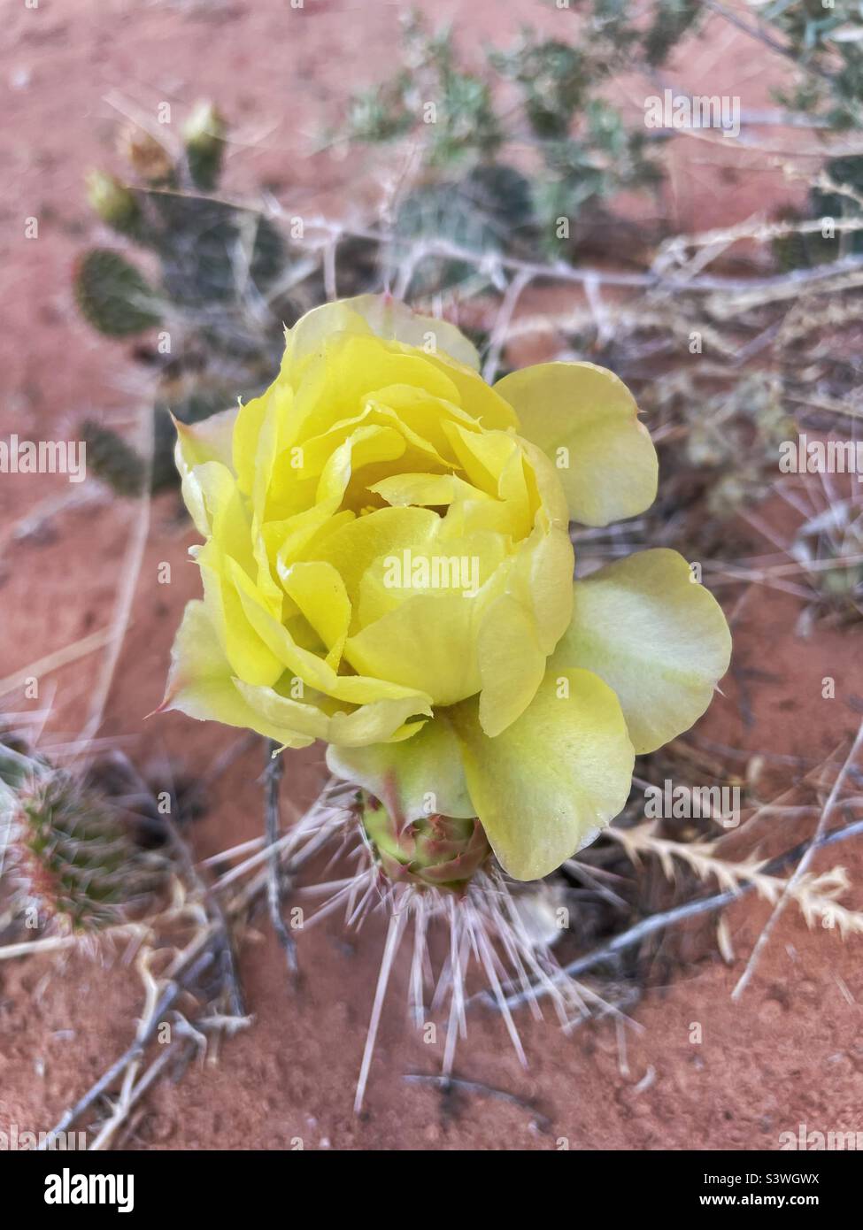 Moab utah cactus hi-res stock photography and images - Alamy