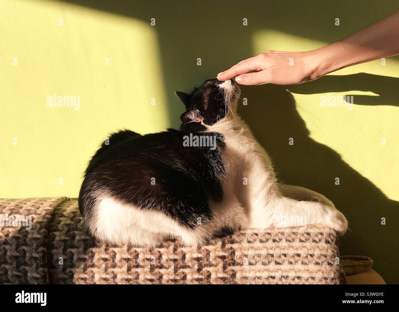 Playing with a cat in light and shadows Stock Photo - Alamy