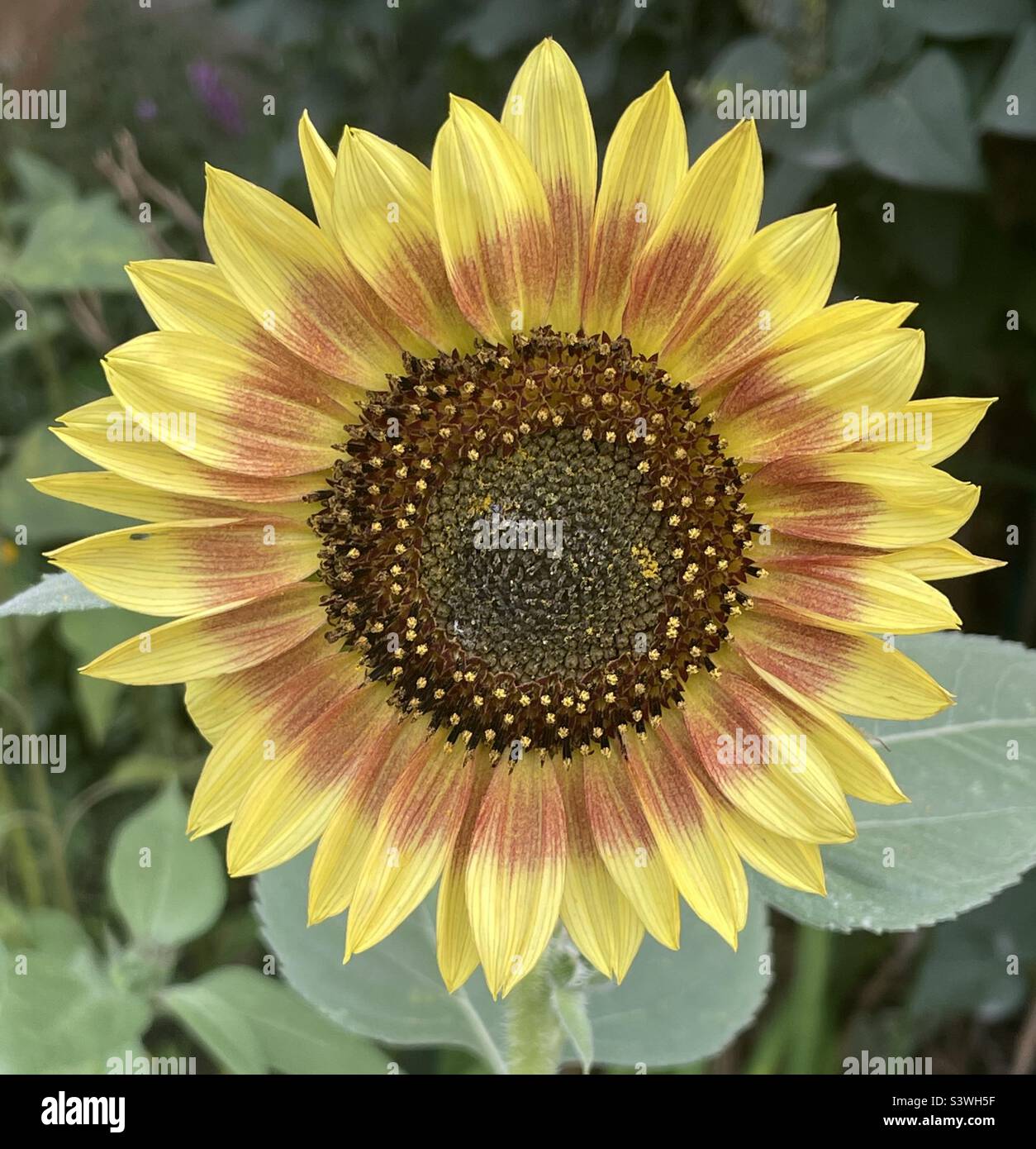 Lovely summer hi-res stock photography and images - Alamy