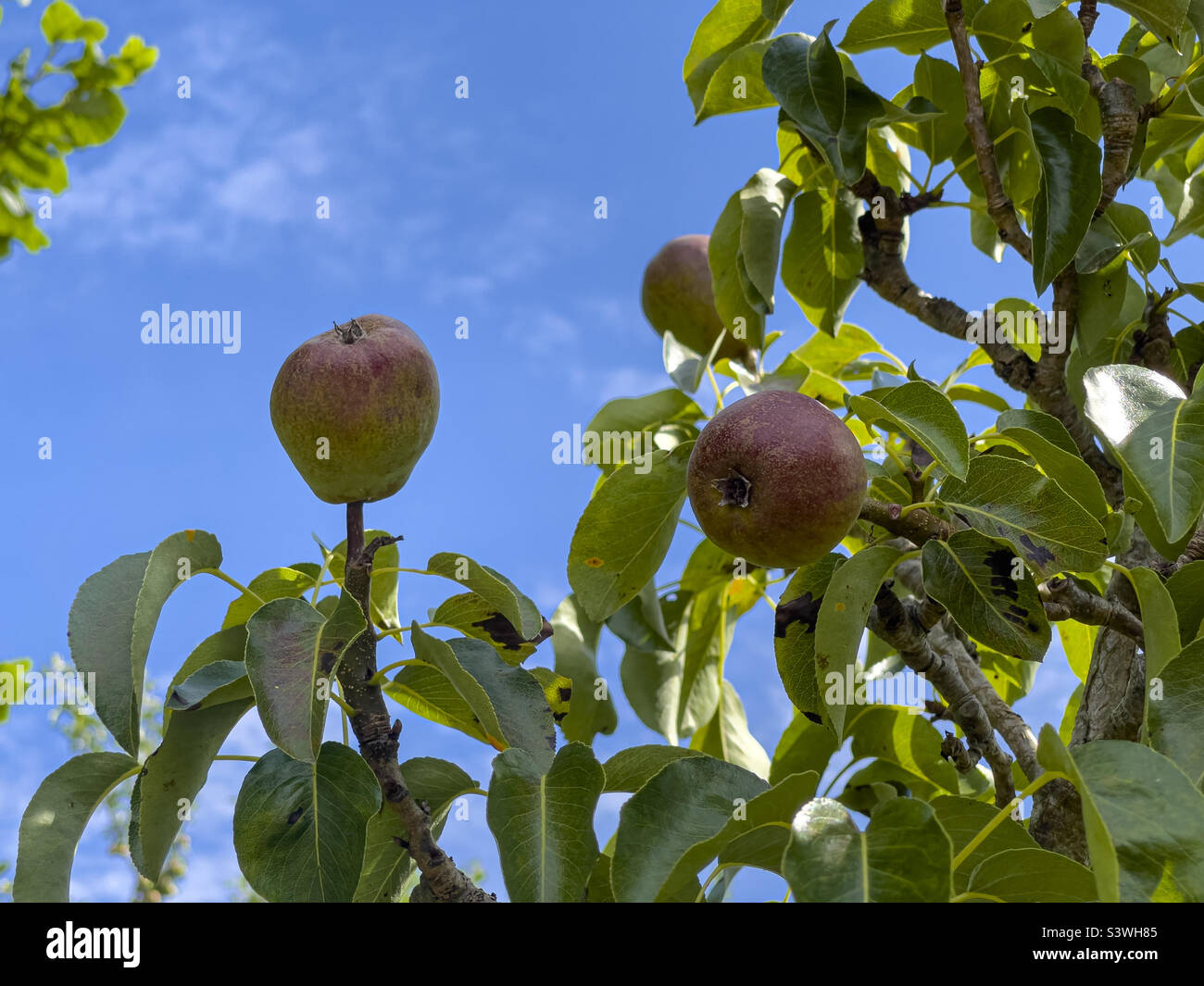 Pears ripening on tree hi-res stock photography and images - Alamy