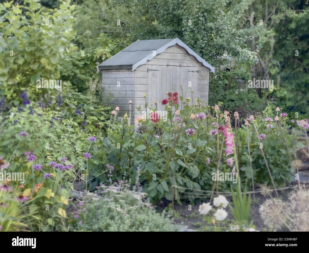 Cut flower bed with quaint shed in the background in a UK allotment ...