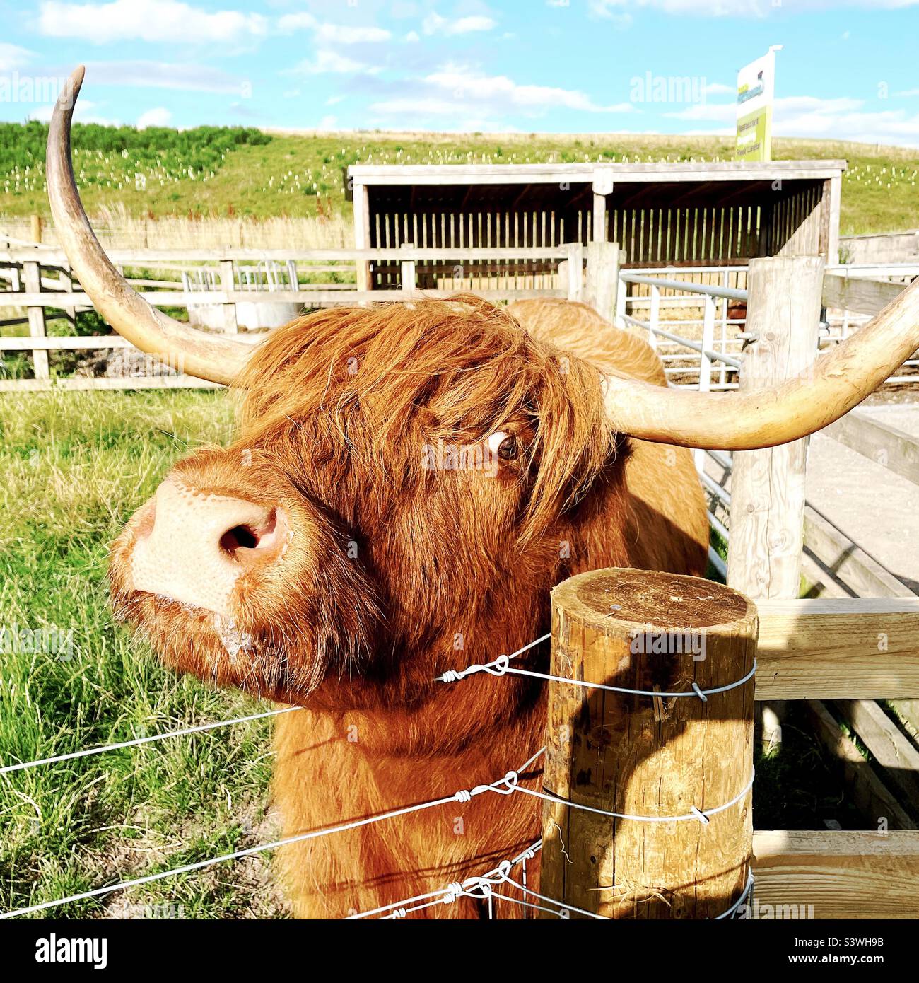 Highland Cow in Perth Stock Photo - Alamy