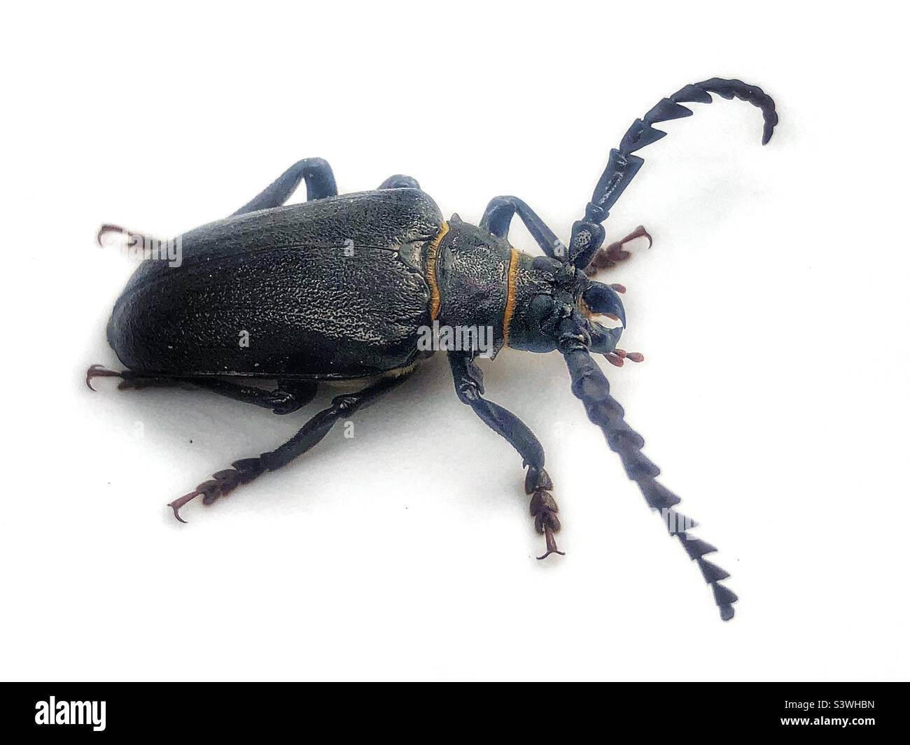 Male longhorn beetle hi-res stock photography and images - Alamy
