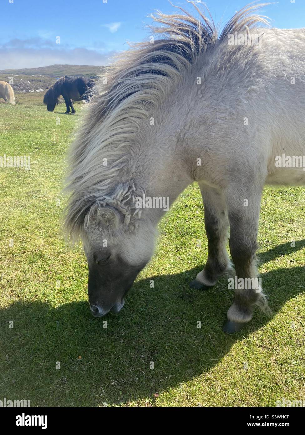 Eriskay pony hi-res stock photography and images - Alamy