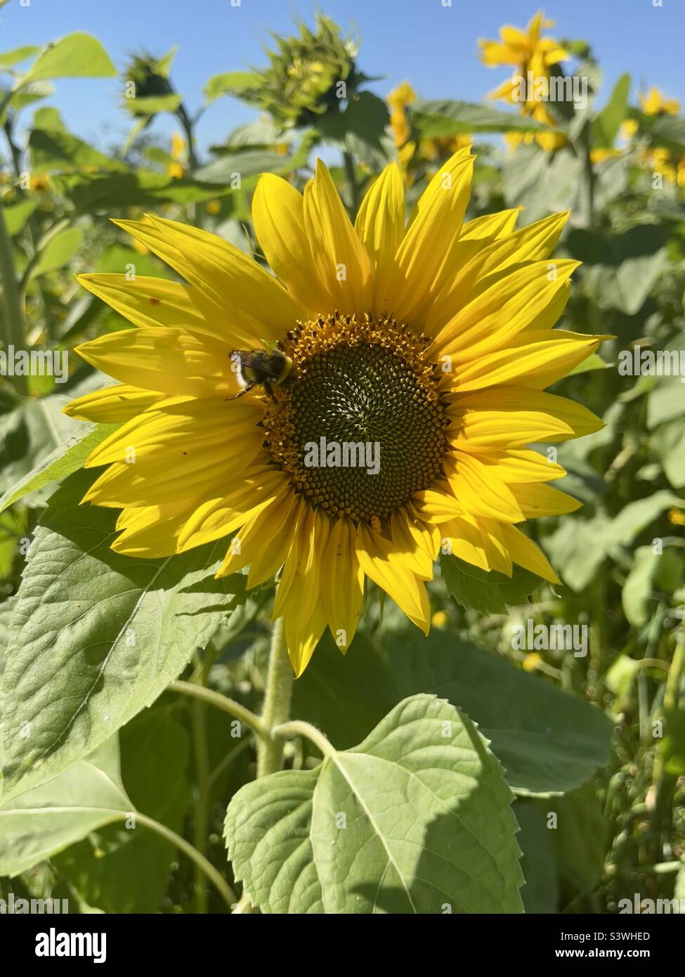 Sunflower bee sky yellow green clear hi-res stock photography and ...